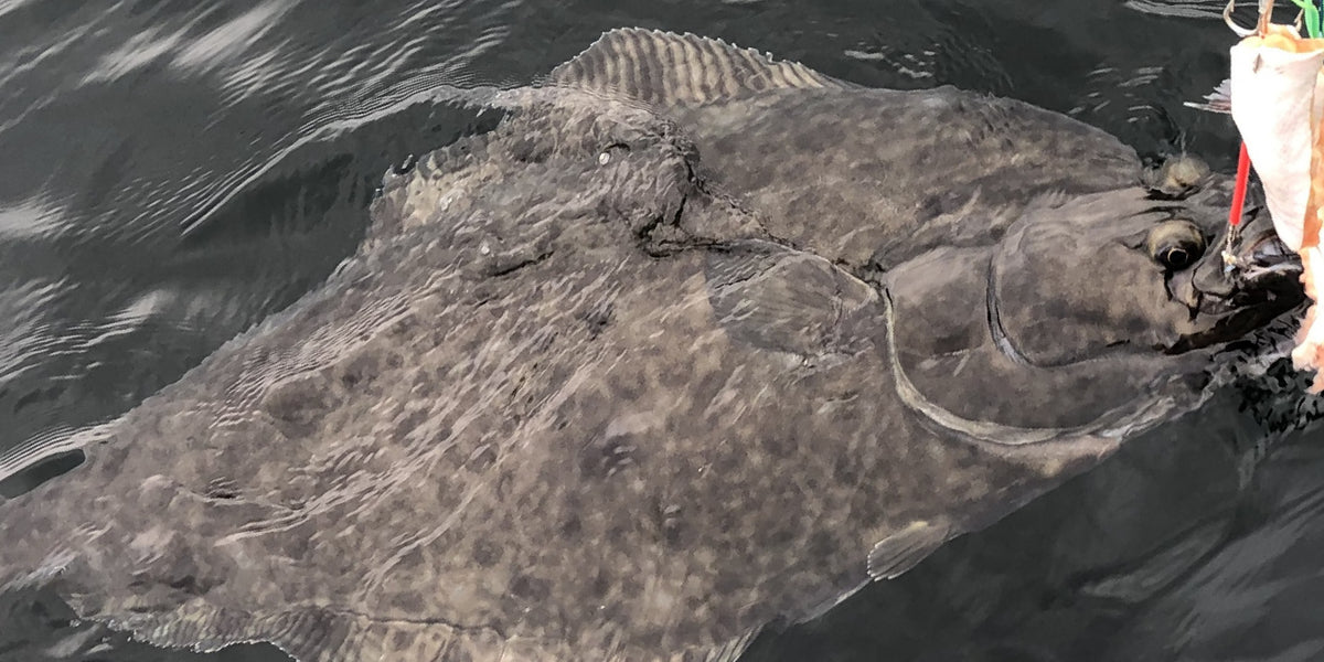 Strategies and Techniques for Targeting Halibut in British Columbia ...