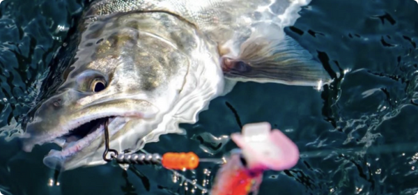 Shop Flasher Storage Box Fishing Gear Online | Gibbs Fishing Gear Canada